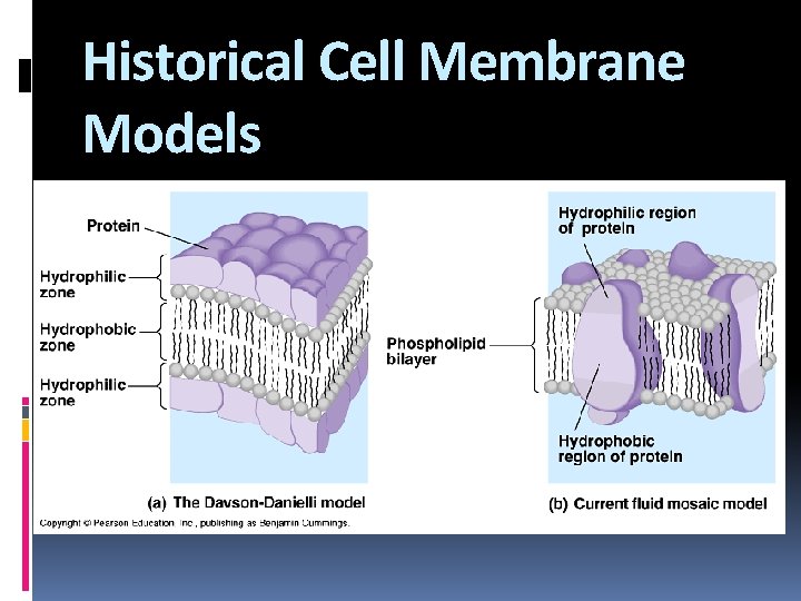 Chapter 7 Membrane Structure and Function Essential Knowledge