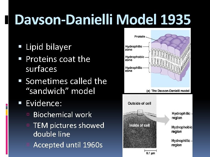 Chapter 7 Membrane Structure and Function Essential Knowledge