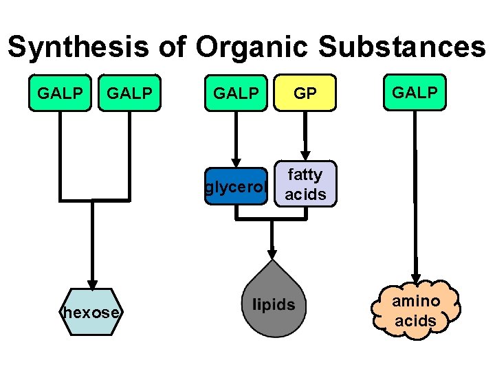Photosynthesis Twostage process Lightdependent reaction Occurs only during