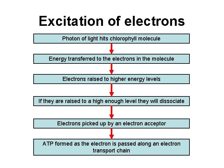 Photosynthesis Twostage process Lightdependent reaction Occurs only during