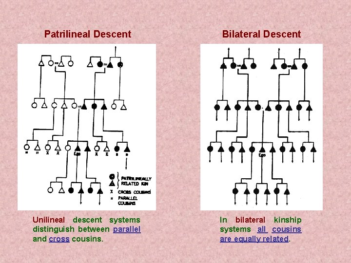 Incest Taboo Kinship is social not biological Because