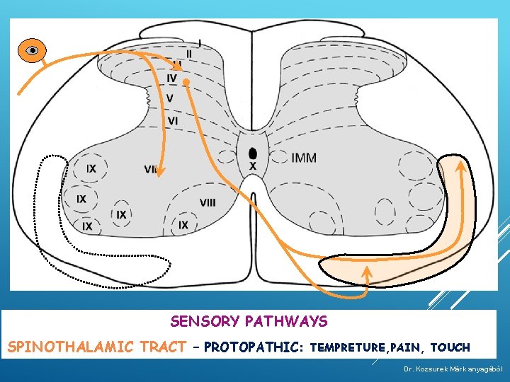 SENSORY PATHWAYS DR KATALIN GALLATZ SENSORY PATHWAYS Spinothalamic