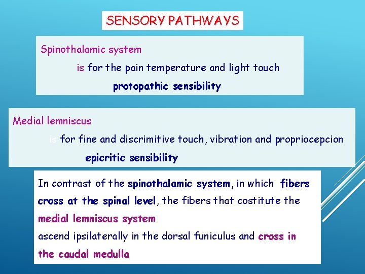 SENSORY PATHWAYS DR KATALIN GALLATZ SENSORY PATHWAYS Spinothalamic