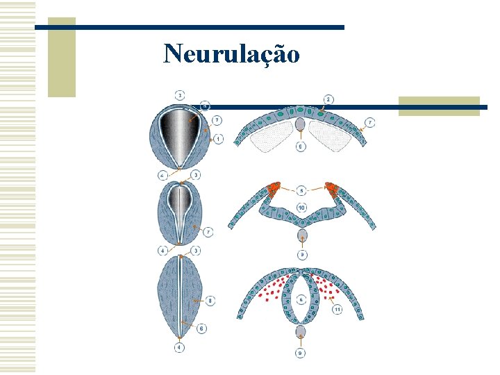 Desenvolvimento embrionrio w Professor Thiago Faria Gonalves w
