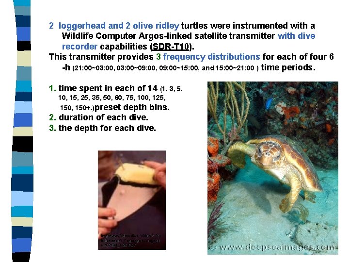 Forage and migration habitat of loggerhead Caretta caretta
