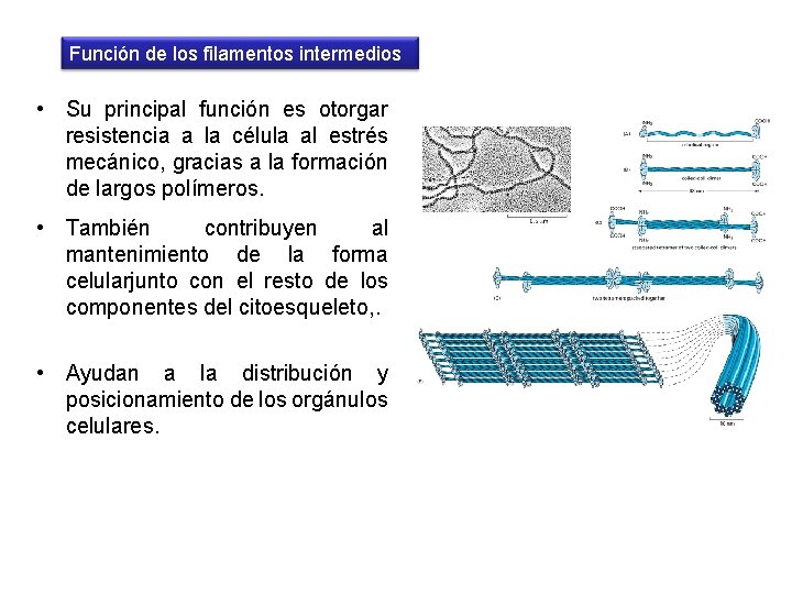 ESTRUCTURAS NO MEMBRANOSAS DE LA CLULA 1 Hialoplasma