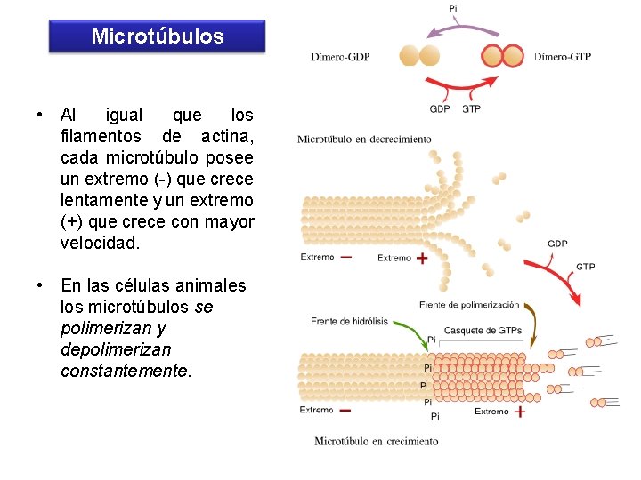 ESTRUCTURAS NO MEMBRANOSAS DE LA CLULA 1 Hialoplasma