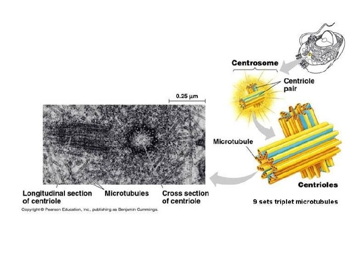 ESTRUCTURAS NO MEMBRANOSAS DE LA CLULA 1 Hialoplasma