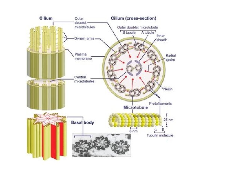ESTRUCTURAS NO MEMBRANOSAS DE LA CLULA 1 Hialoplasma