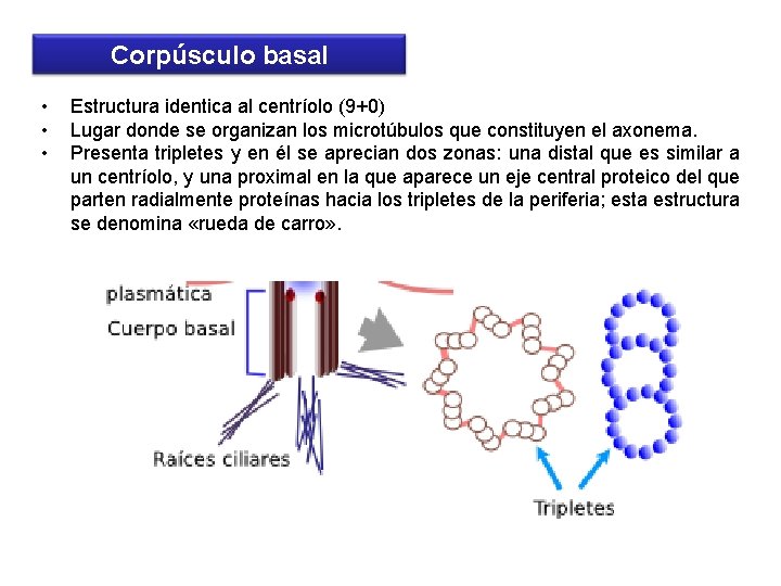 ESTRUCTURAS NO MEMBRANOSAS DE LA CLULA 1 Hialoplasma