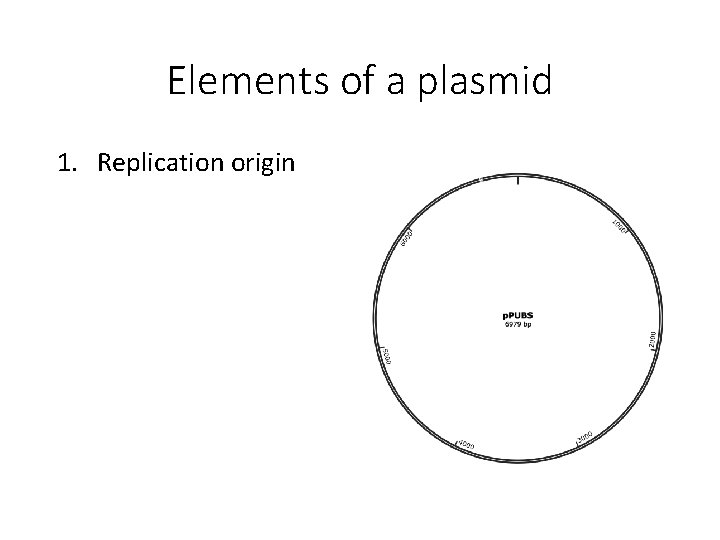 Introduction to Yeast Plasmids Doug Wassarman PUBS Sept