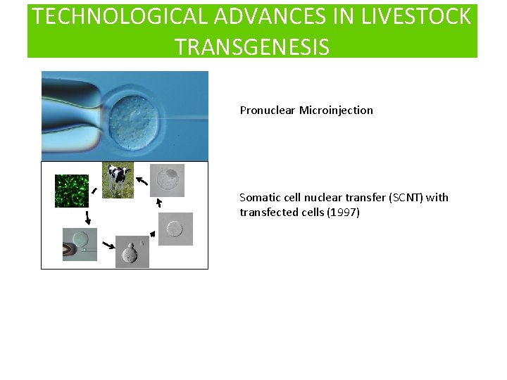 Transgenic Animals Technology and Applications GOETZ LAIBLE AGRESEARCH