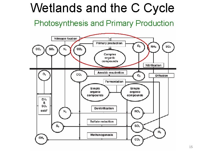 Wetland Biogeochemistry Biology 643 Biogeochemistry Allison Gill Nov