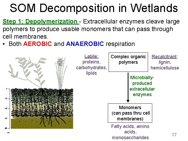 Wetland Biogeochemistry Biology 643 Biogeochemistry Allison Gill Nov