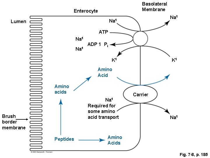 Objectives Chapter 7 Protein Review the basic structure