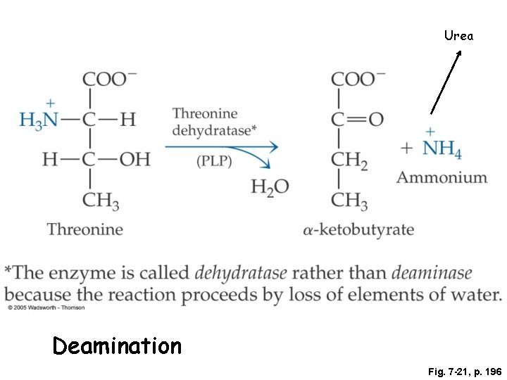 Objectives Chapter 7 Protein Review the basic structure