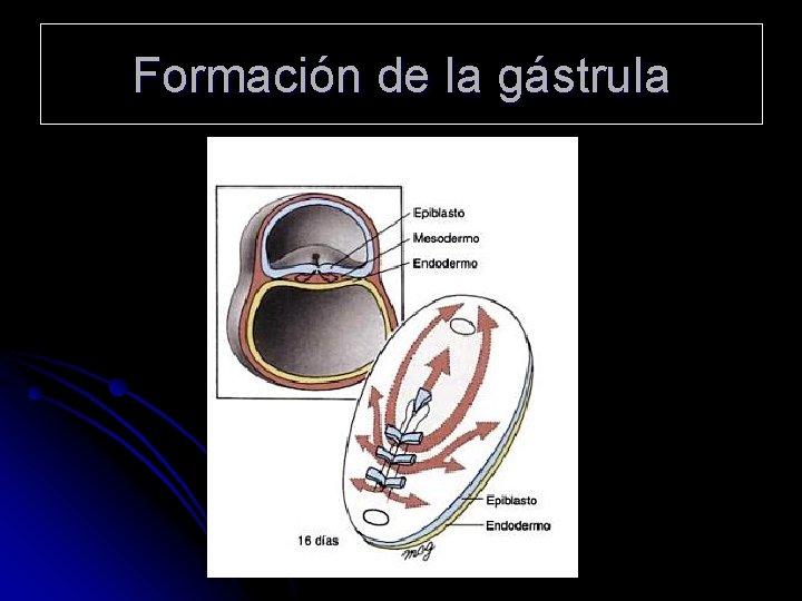 Ctedra de embriologa 3 4 semanas GASTRULACIN Y