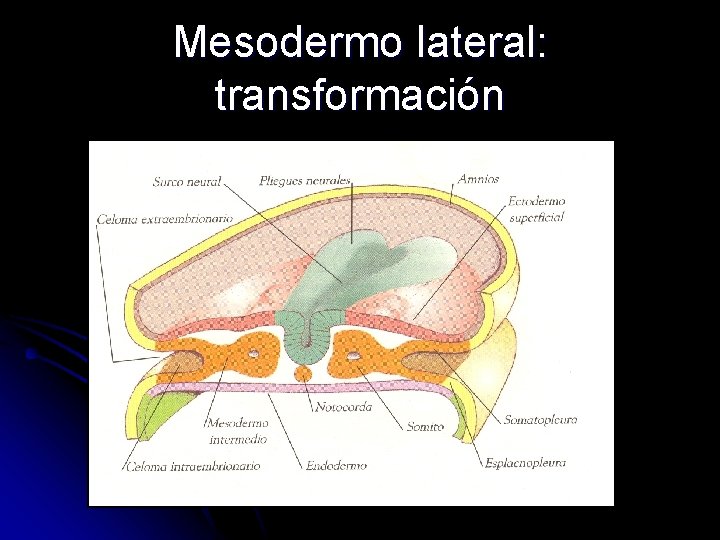 Ctedra de embriologa 3 4 semanas GASTRULACIN Y