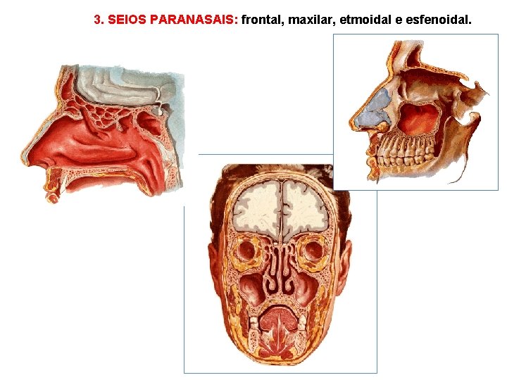 ANATOMIA SISTMICA Sistema Respiratrio Prof Dr Lus Fernando