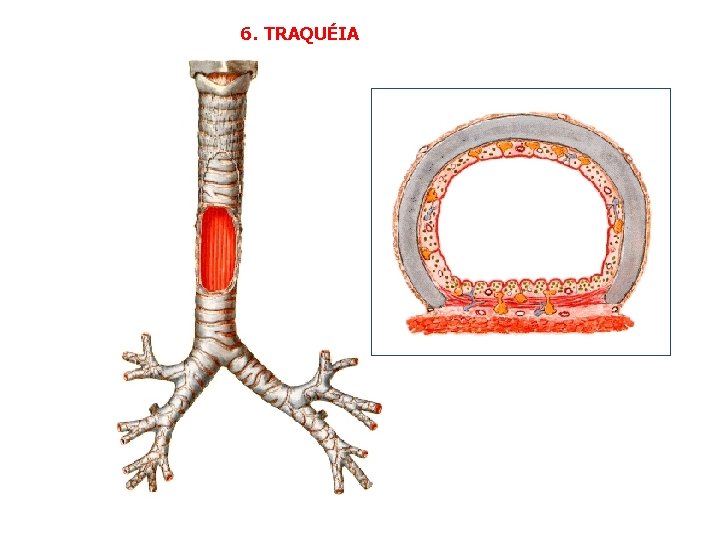 ANATOMIA SISTMICA Sistema Respiratrio Prof Dr Lus Fernando