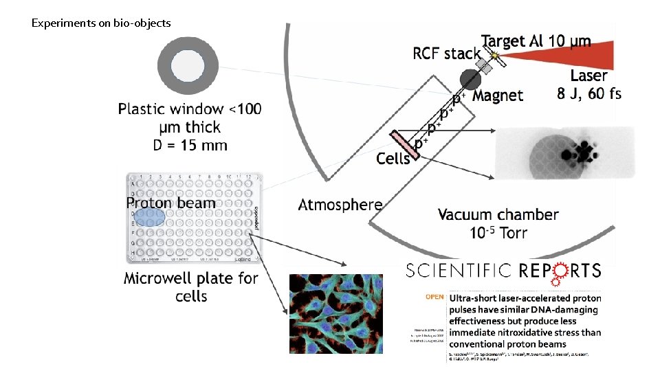 Laser driven plasma acceleration at PEARL laser system