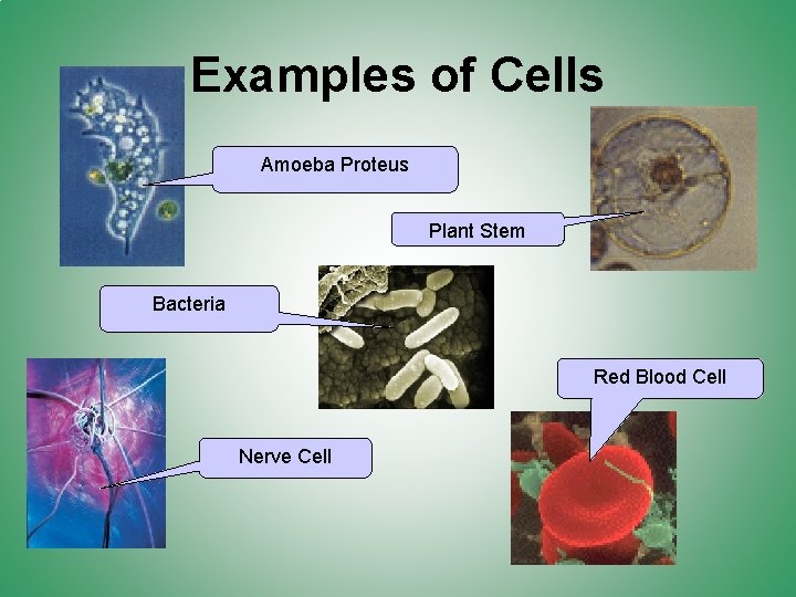 Cell Theory All living things are made up