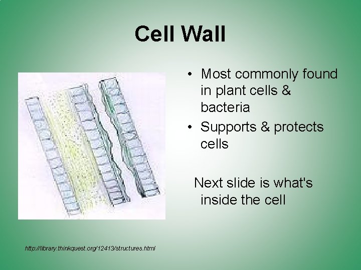 Cell Theory All living things are made up