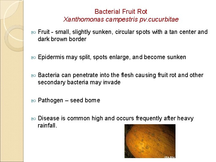 POST HARVEST DISEASES OF CUCURBITS Anthracnose Colletotrichum lagenarium
