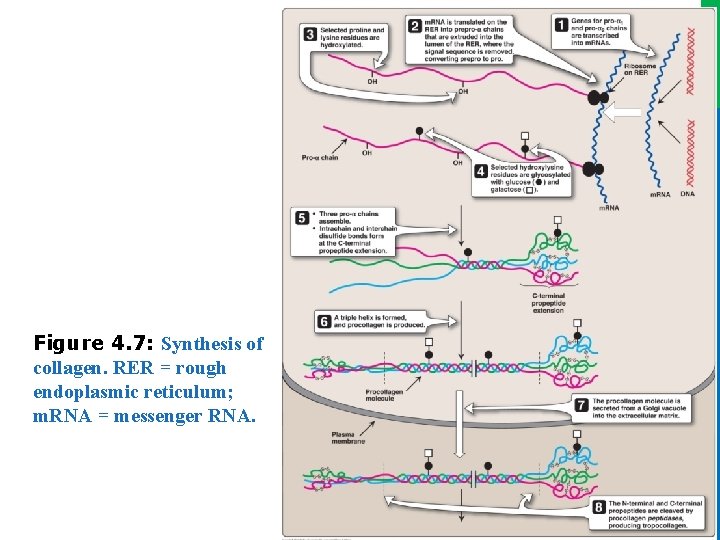 UNIT I Protein Structure and Function CHAPTER 4