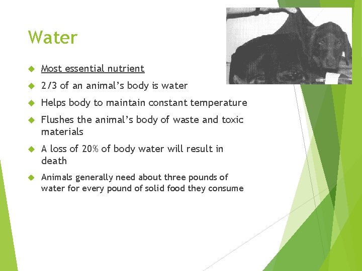 Chapter 22 Animal Nutrition MSU Anatomy and Physiology