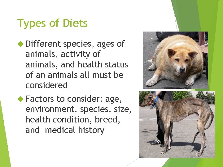 Chapter 22 Animal Nutrition MSU Anatomy and Physiology
