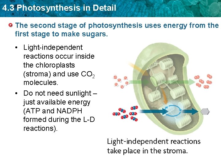 4 3 Photosynthesis in Detail KEY CONCEPT Photosynthesis