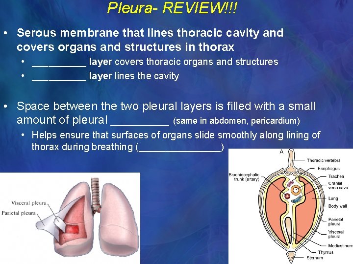 Pulmonary Circulation THIS IS A REVIEW blood enters