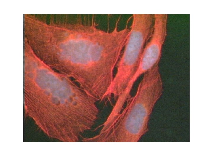 nucleus Nucleus blue and Microtubules green Nucleus and