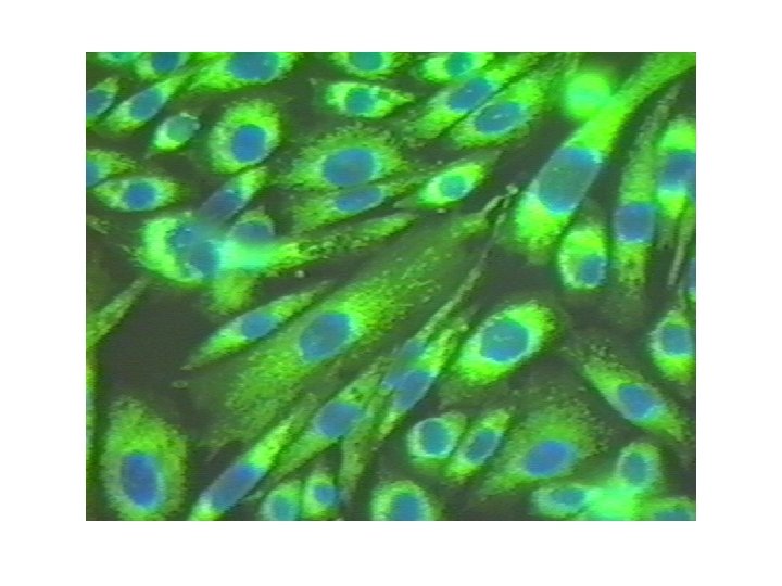 nucleus Nucleus blue and Microtubules green Nucleus and