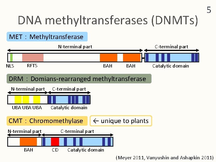 Functional characterization of Nicotiana benthamiana chromomethylase Nb CMT