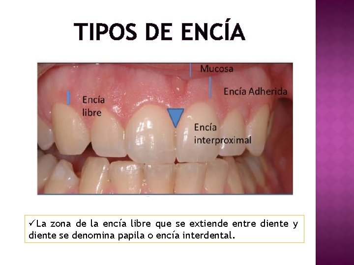 BIOQUMICA DEL PERIODONTO GRUPO No 2 v v