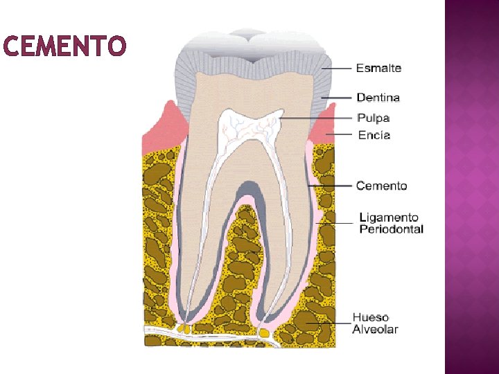 BIOQUMICA DEL PERIODONTO GRUPO No 2 v v