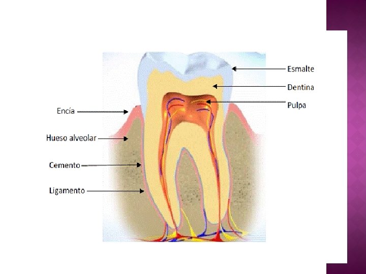 BIOQUMICA DEL PERIODONTO GRUPO No 2 v v