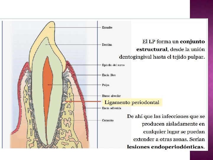 BIOQUMICA DEL PERIODONTO GRUPO No 2 v v