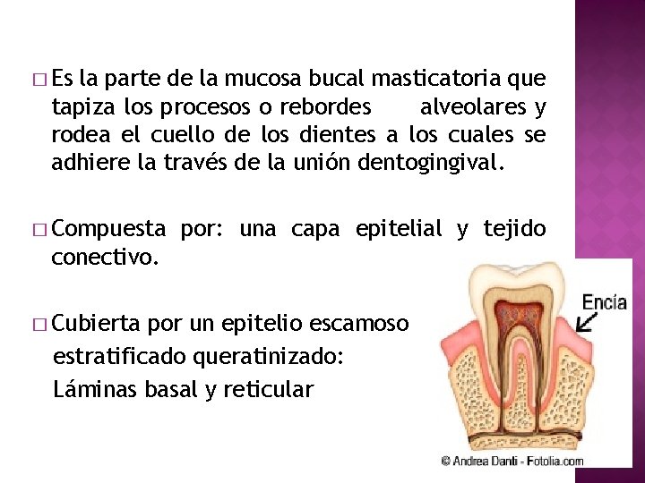 BIOQUMICA DEL PERIODONTO GRUPO No 2 v v