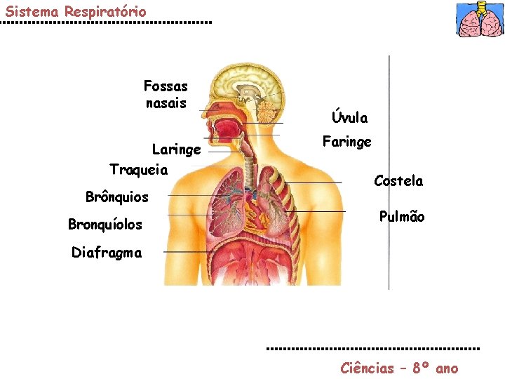 Sistema Respiratrio Ainda lembra da aula Deixame pensarsistem