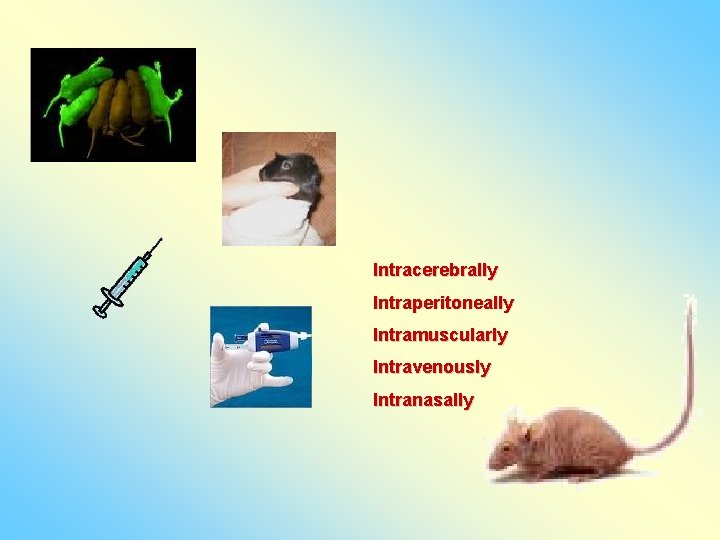 Cultivation To propagate the viral particle in its