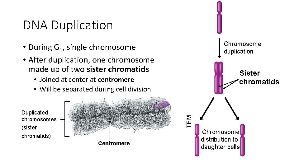 Chapter 8 Cellular Reproduction Part 1 Cell Cycle