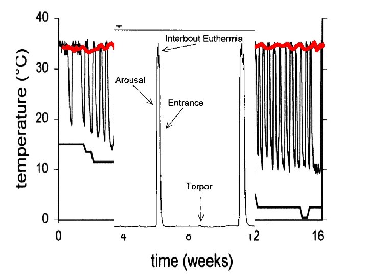 Mammals are endothermic homeotherms using internal sources of