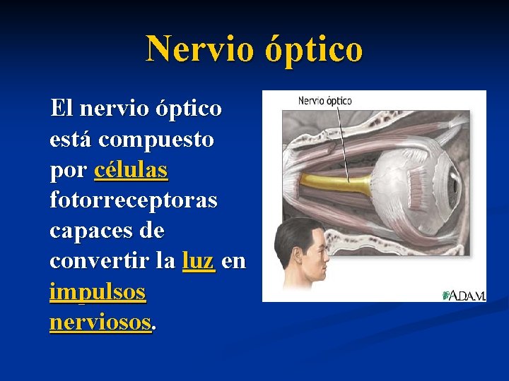 El ojo humano El ojo o globo ocular