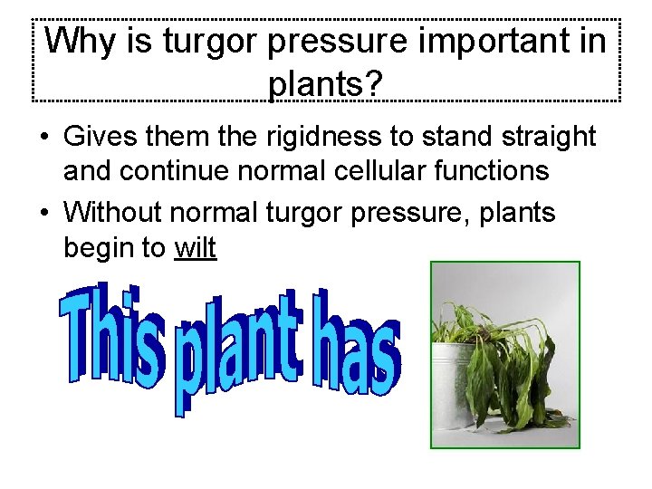 Warm up 1021 Turgor Pressure WYW Explain how