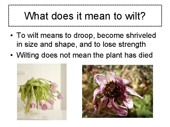 Warm up 1021 Turgor Pressure WYW Explain how