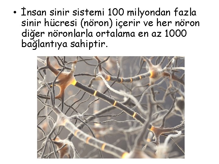 Sinir Dokusu Biyokimyas nsan sinir sistemi 100 milyondan