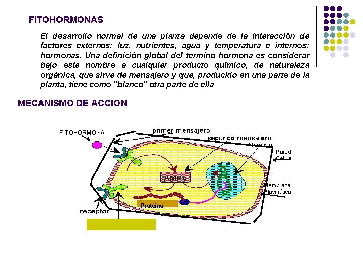 FITOHORMONAS El desarrollo normal de una planta depende